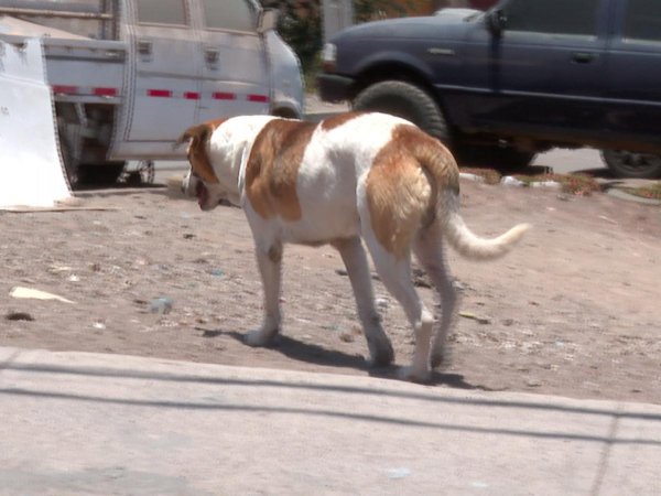 Jauría de perros atemoriza a vecinos de calle Buenos Aires | 24horas
