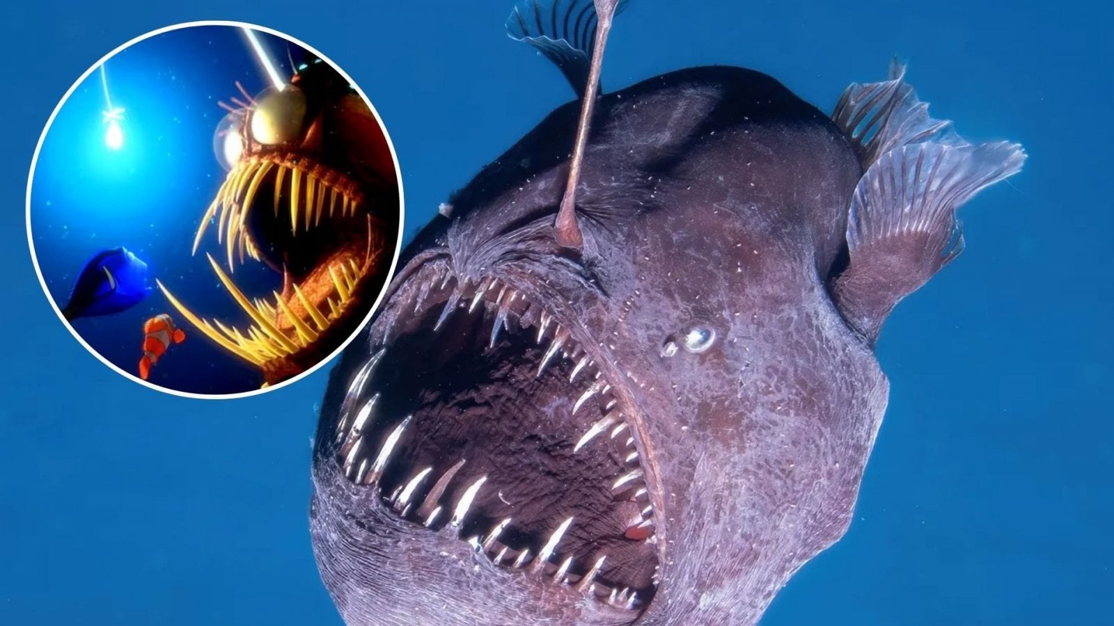 ¿Era tan aterrador? Esta es la medida del pez Diablo Negro encontrado ...