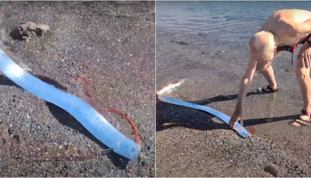 Pez remo sorprende tras aparecer en una playa mexicana | 24horas