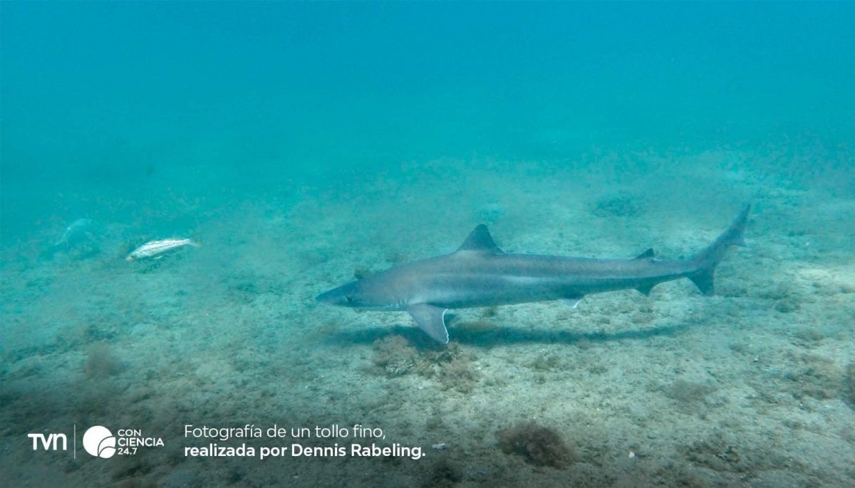 Ataques de tiburón caen a mínimos históricos en 2024 | 24horas