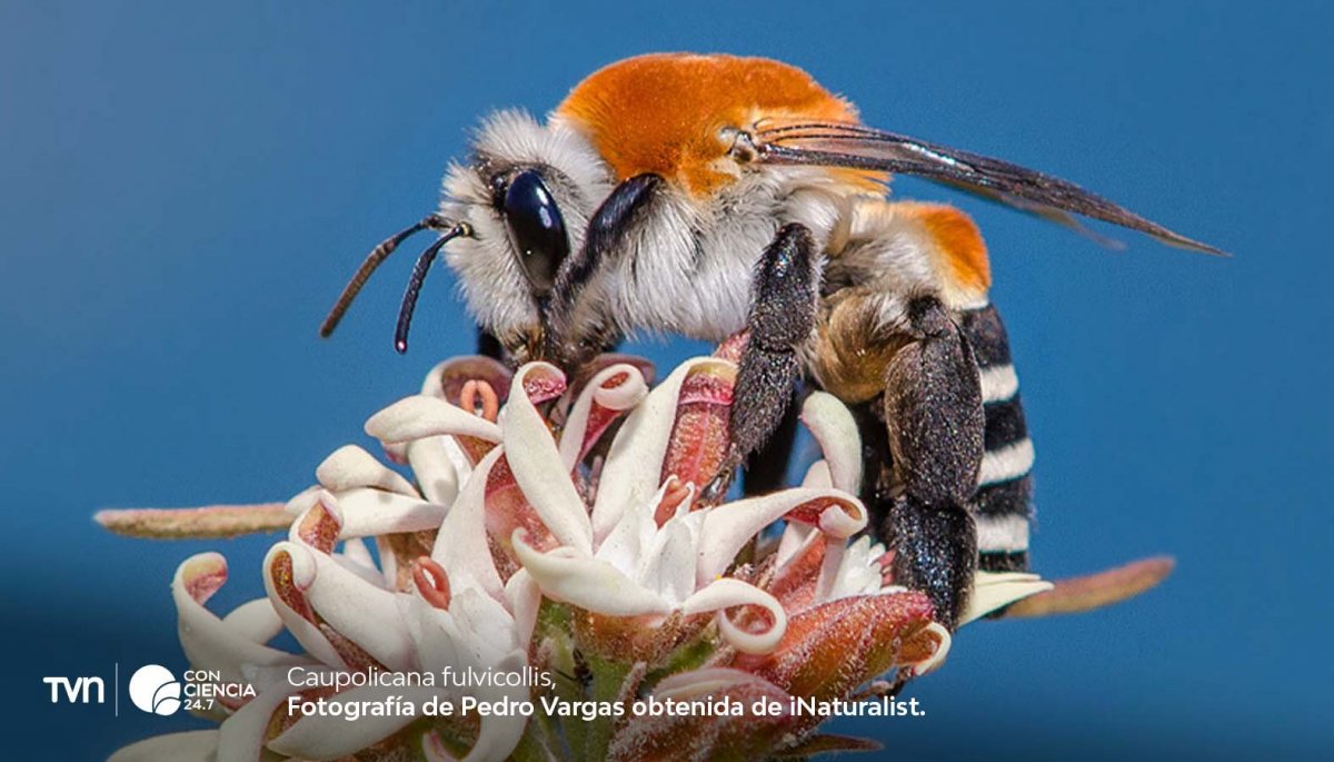 U. de Chile inaugura innovador centro nacional para la apicultura | 24horas