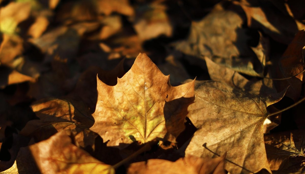 Adiós verano: Cuándo empieza el otoño 2025 | 24horas