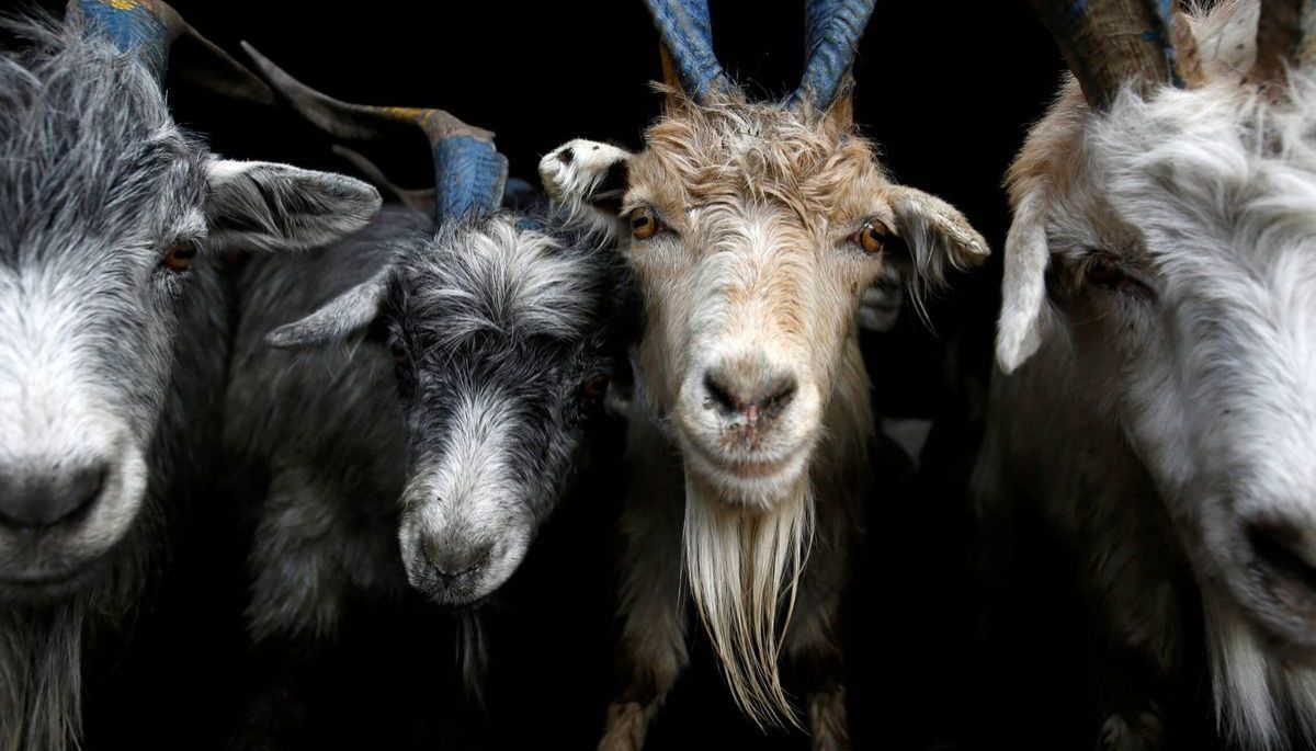 Las misteriosas cabras que han vivido tres siglos sin agua dulce en una ...
