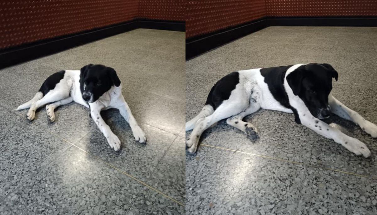 "Es un cachorro lleno de ternura": Metro pide ayuda para encontrarle ...