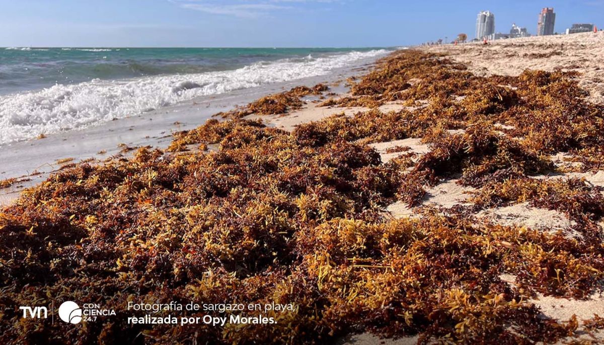 Sargazo récord amenaza playas de Florida, México y el Caribe | 24horas