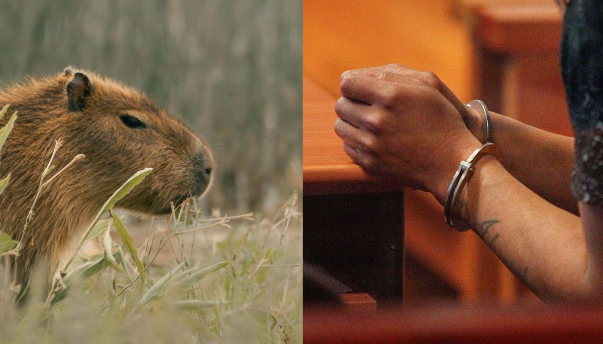 Hombre fue detenido tras intentar vender capibara bebé | 24horas