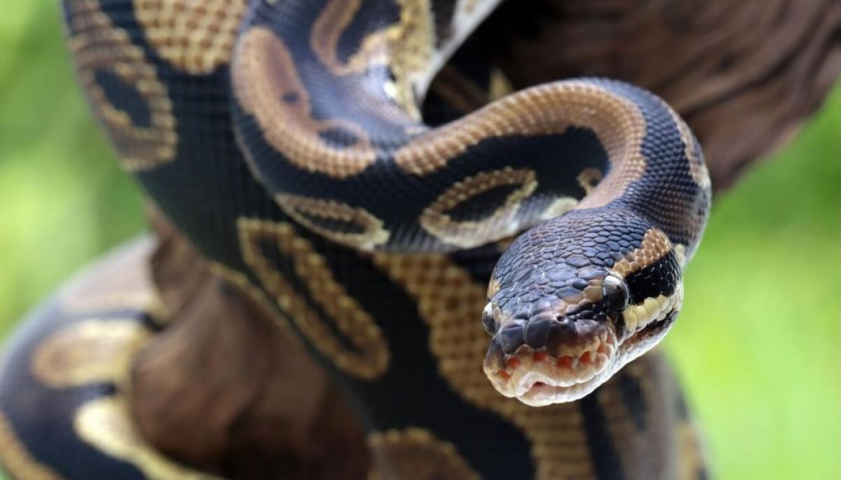 Hombre murió tras ser devorado por pitón en Indonesia | 24horas