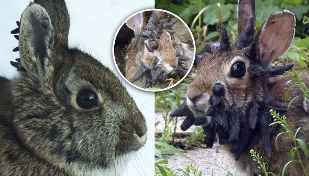 Qué es el virus del papiloma de Shope que afecta a conejos | 24horas