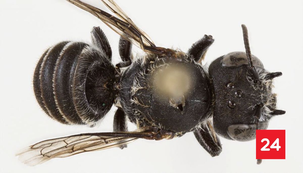 La nueva abeja con "cuernos demoníacos" hallada en Australia | 24horas