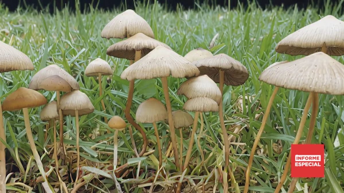 Hongos que sanan: el poder de la psilocibina | 24horas