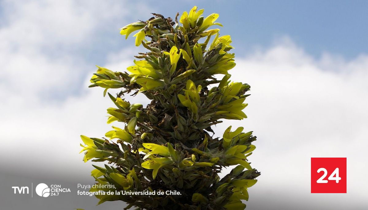 Estudio revela cómo aves de Chile central interactúan con la puya | 24horas
