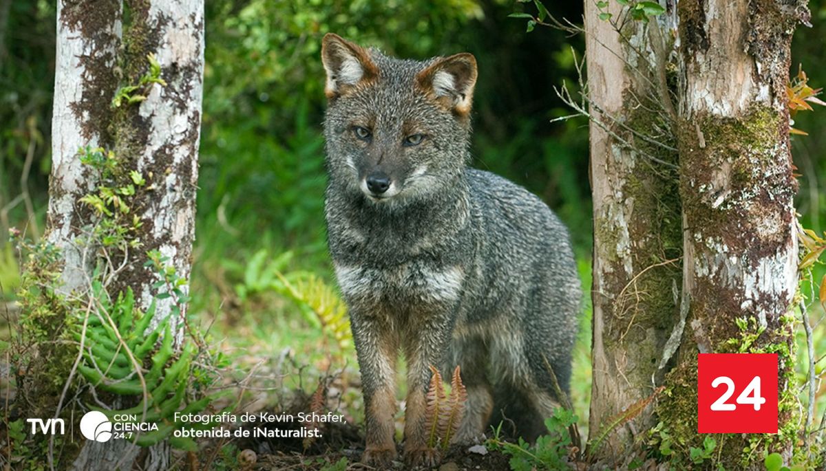 Zorro chilote: oficializan plan para evitar su extinción | 24horas
