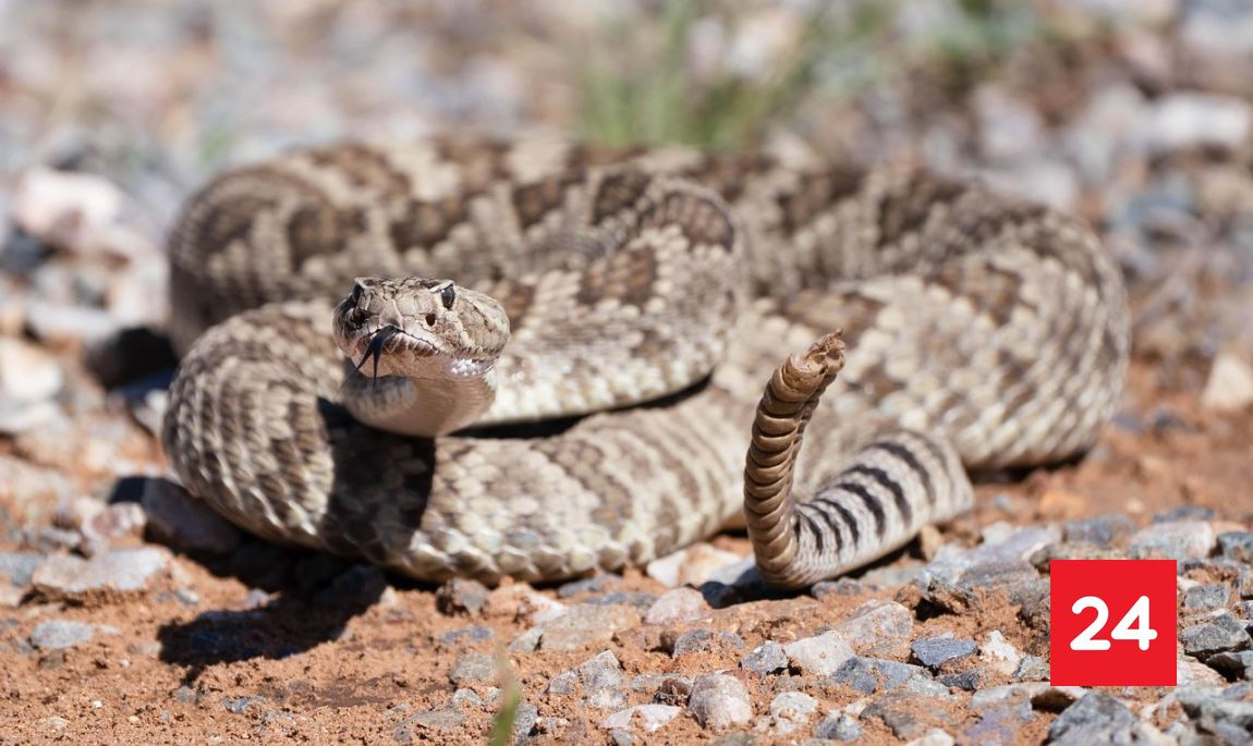 Delegación de San Antonio confirma despliegue para encontrar serpiente ...