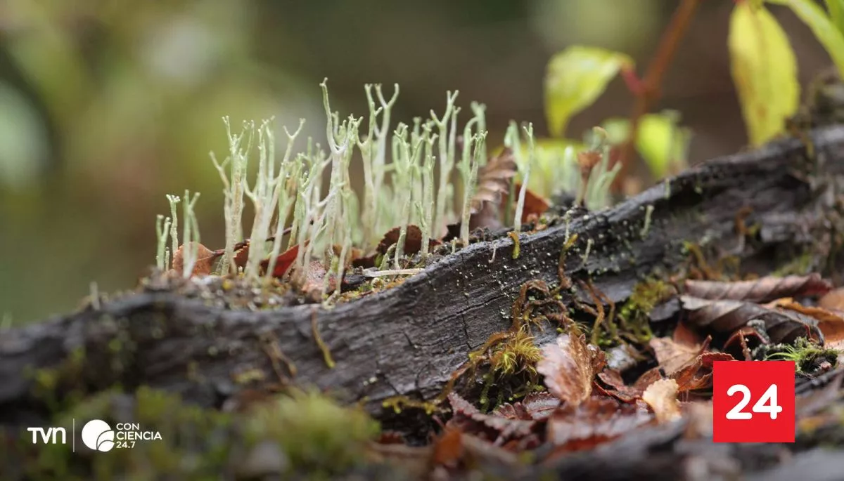 Los secretos del reino fungi en Cerro Castillo | 24horas