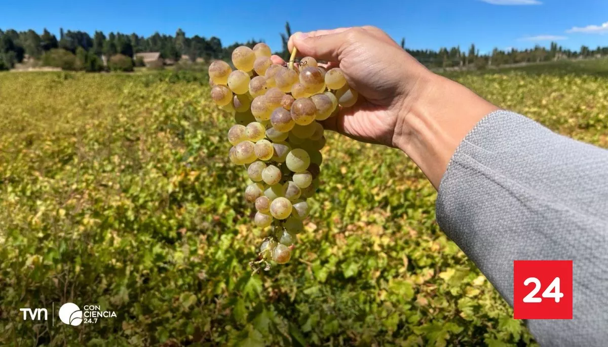 Cambio climático reconfigurará el mapa del vino en Chile | 24horas